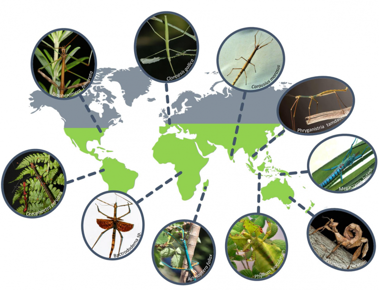 Les phasmes, des as du camouflage | Honua